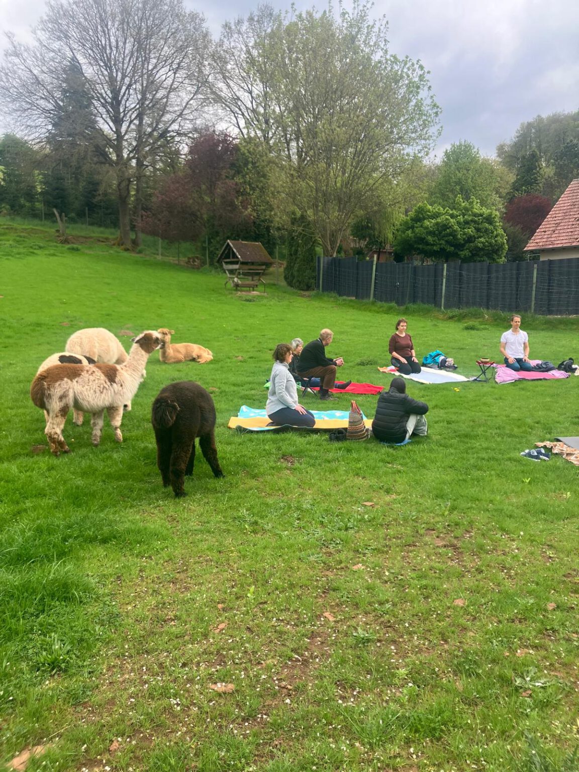 Alpaka und Yoga – Katja Binder